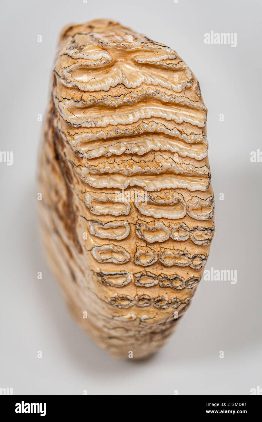 Closeup of an Indian Elephant tooth (a molar), showing the 'laminae ...