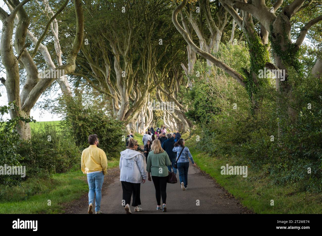 People walking the pathway through the Dark Hedges, an avenue of beech ...