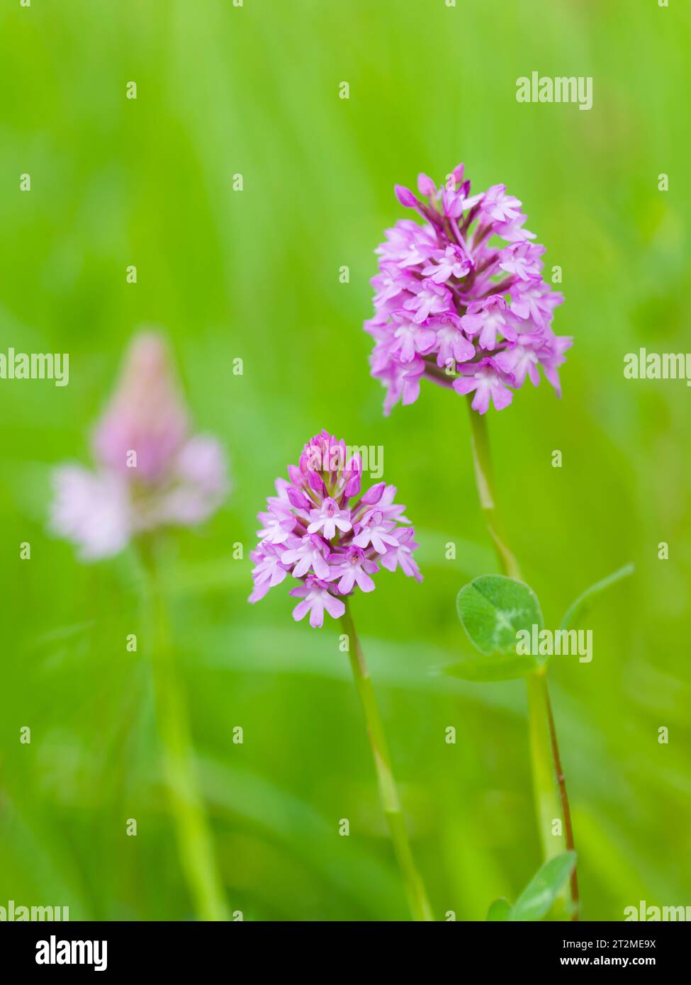 Pyramidal orchids (Anacamptis pyramidalis) in flower in the Polden ...