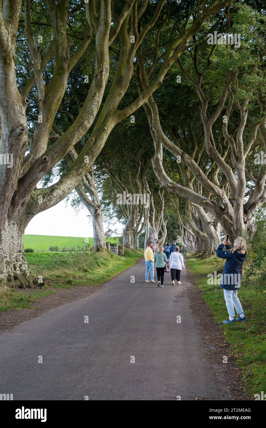 People walking the pathway through the Dark Hedges, an avenue of beech ...