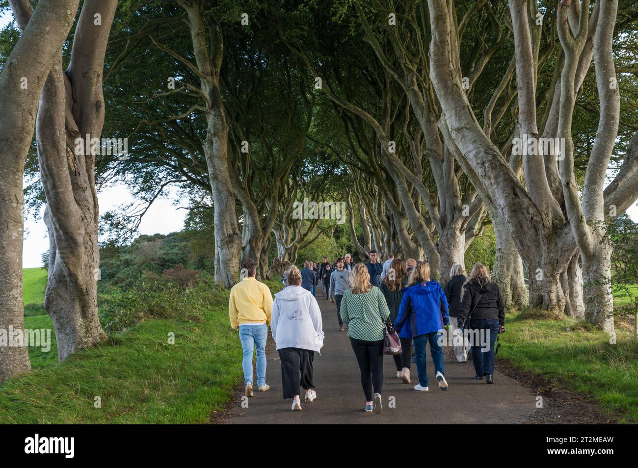 People walking the pathway through the Dark Hedges, an avenue of beech ...