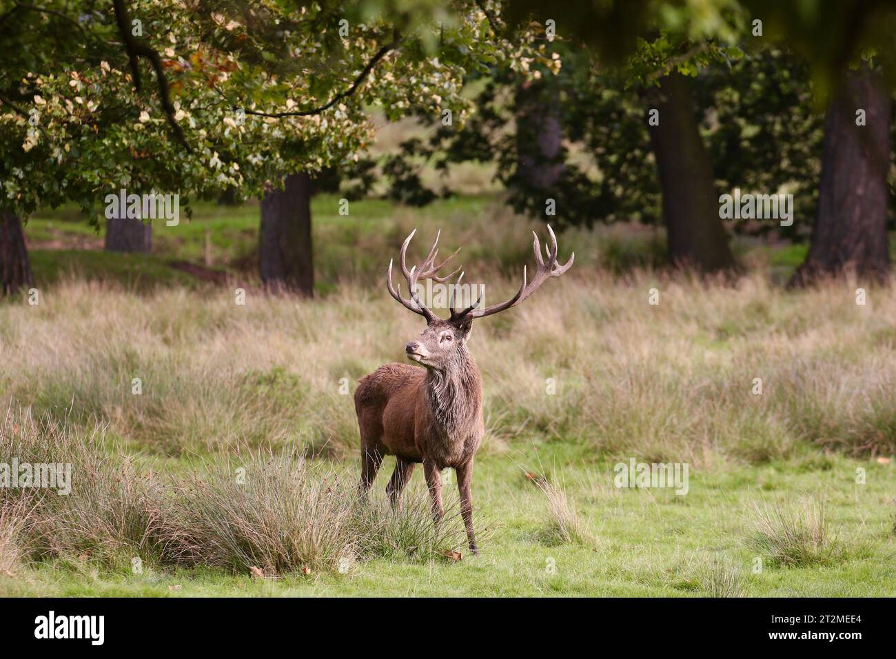 Red Deer Stag Stock Photo - Alamy