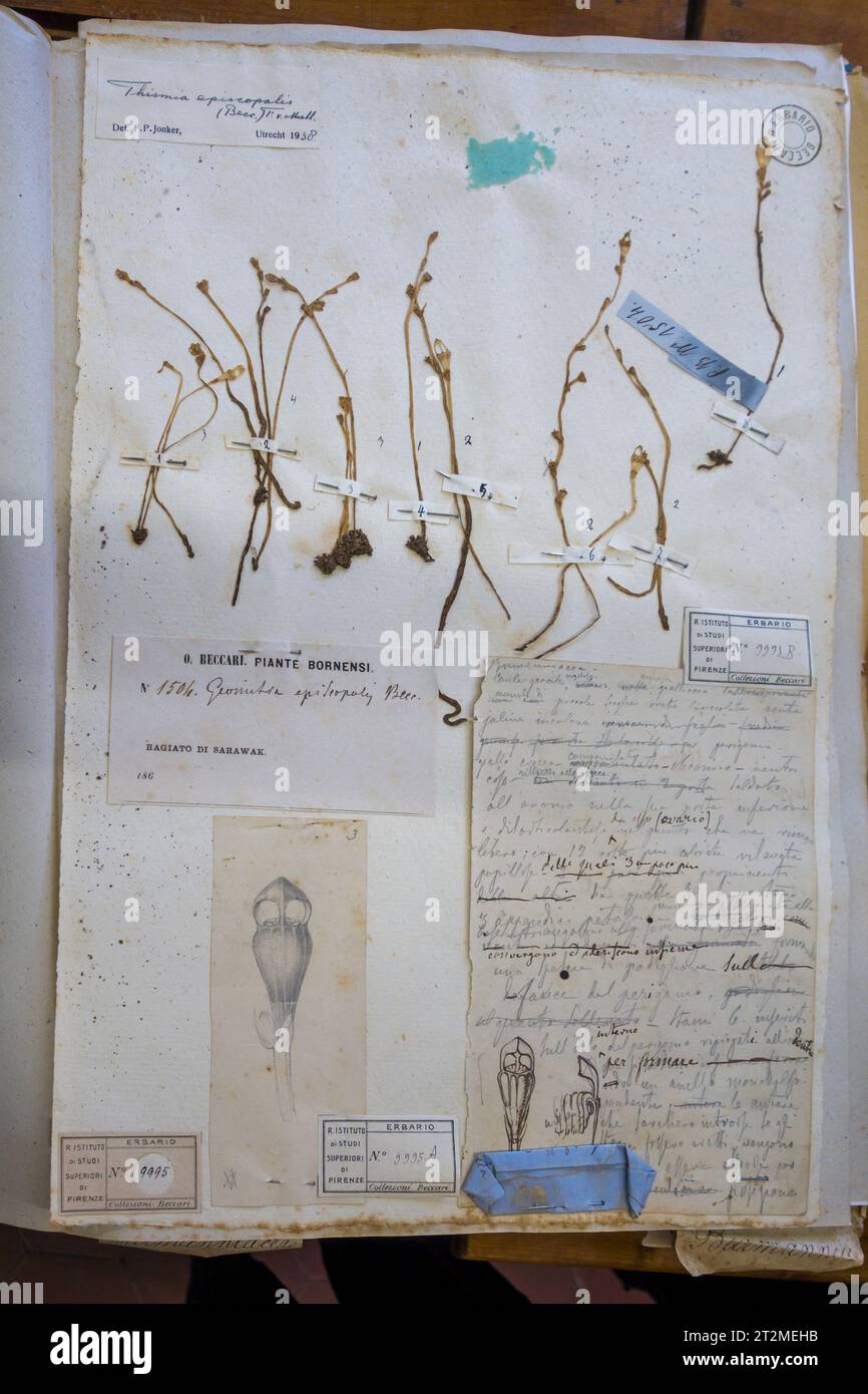 Florence, Italy. A specimen from the vast 19c Webb Herbarium, held in ...
