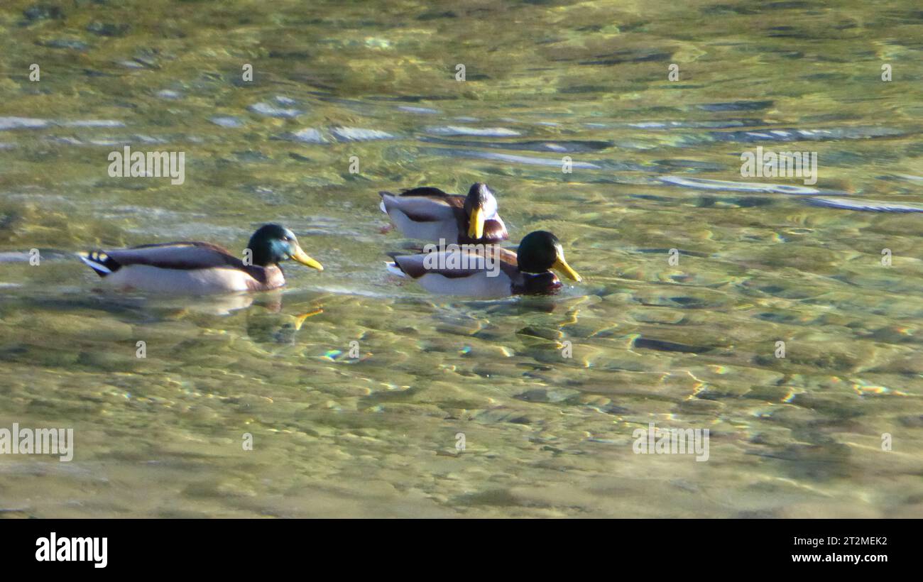 Castle Neuschwanstein, Castle Hohenschwangau, Forggensee, Zugspitze ...