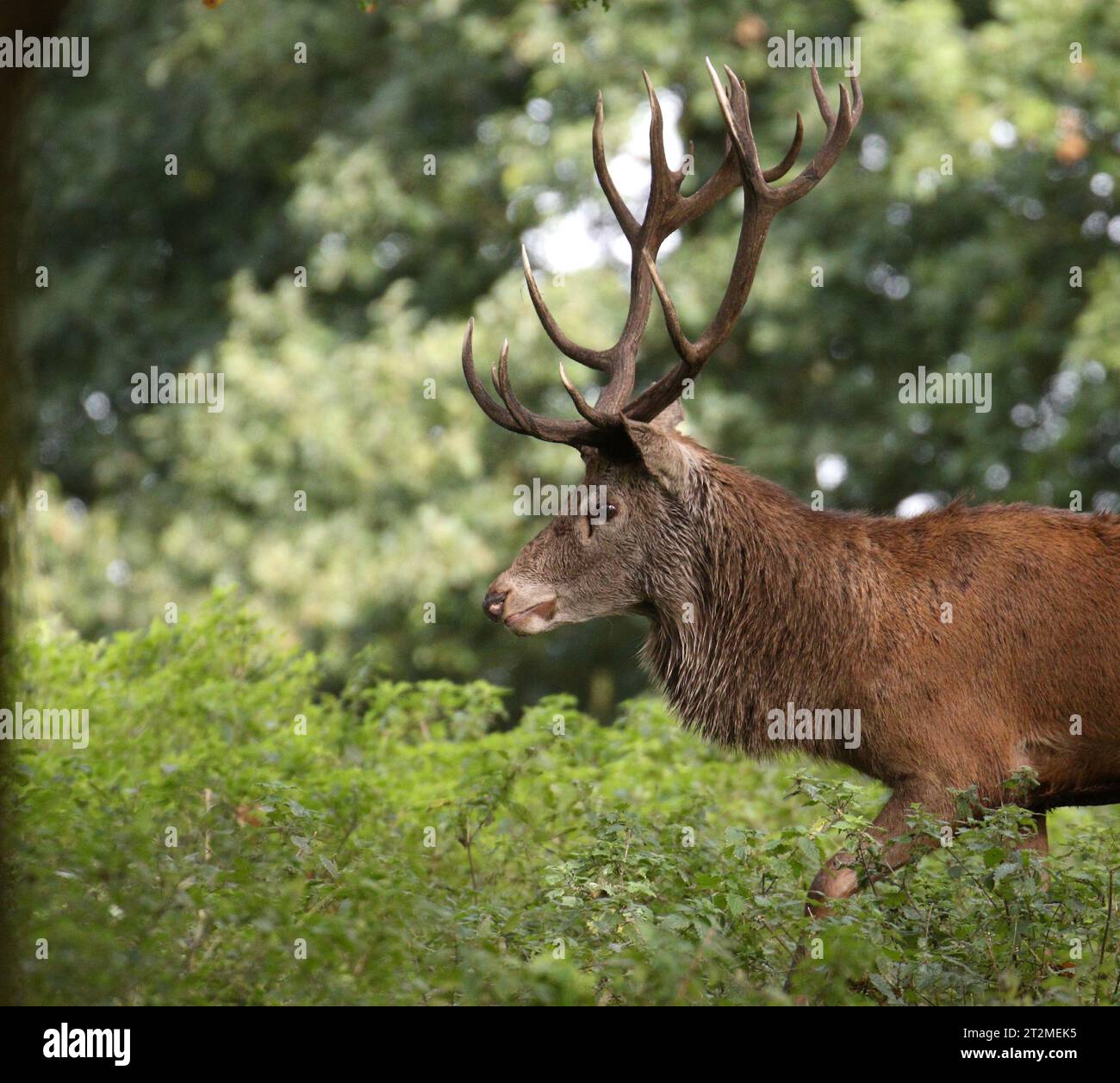Red Deer Stag Stock Photo - Alamy