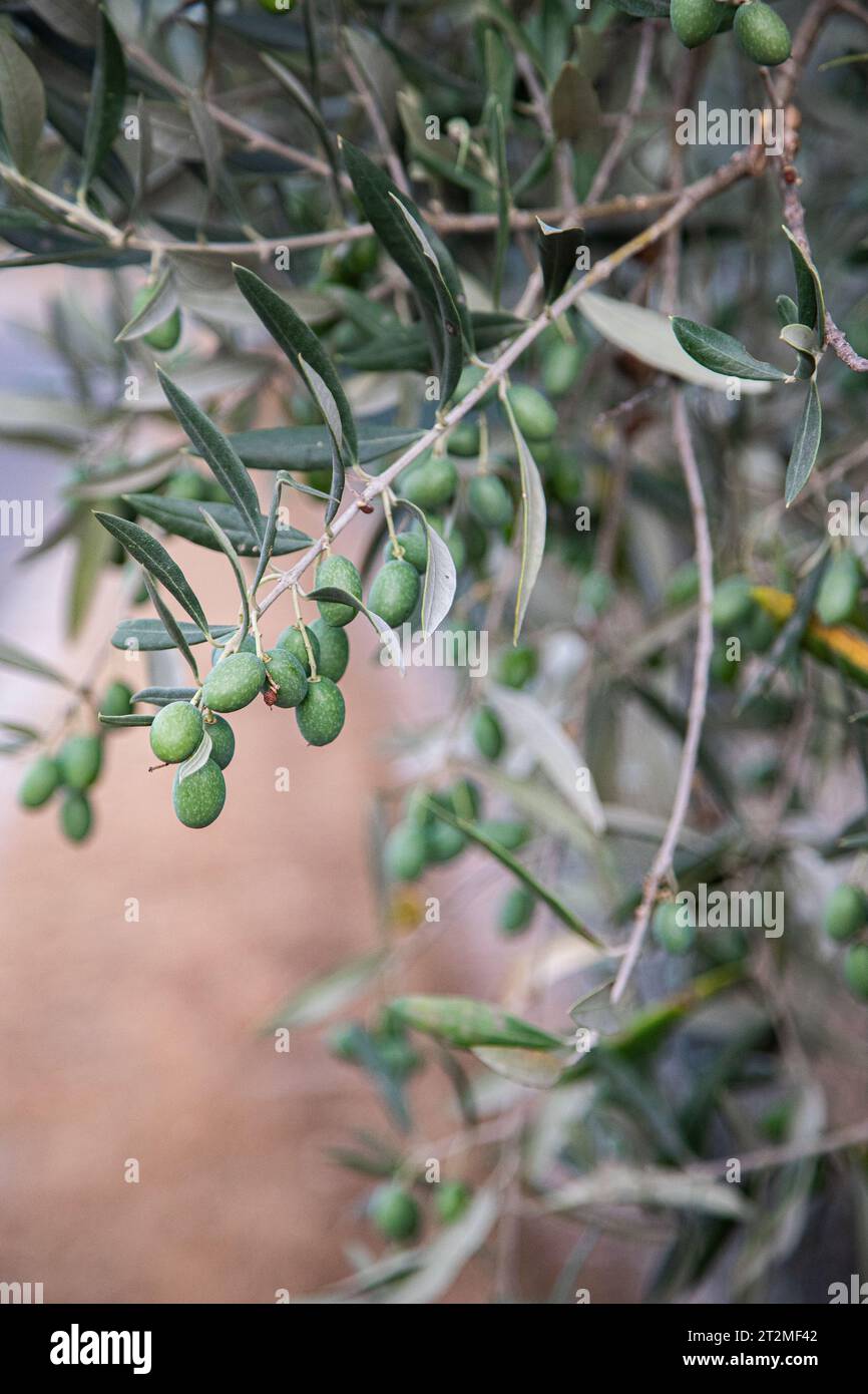 Olive tree with ripe olives. Branches loaded with olives. Close up ...