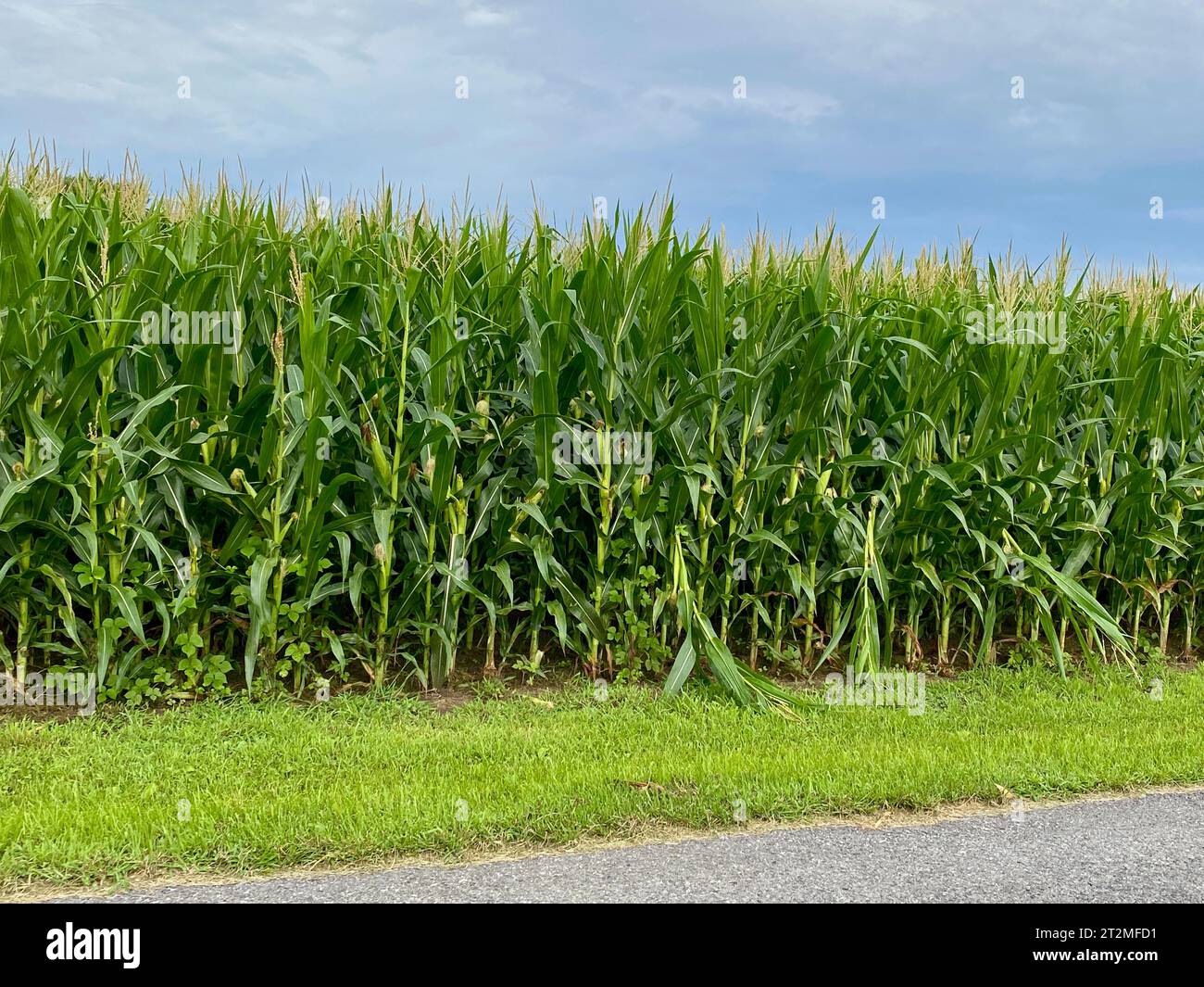 Harvesting field corn hi-res stock photography and images - Alamy