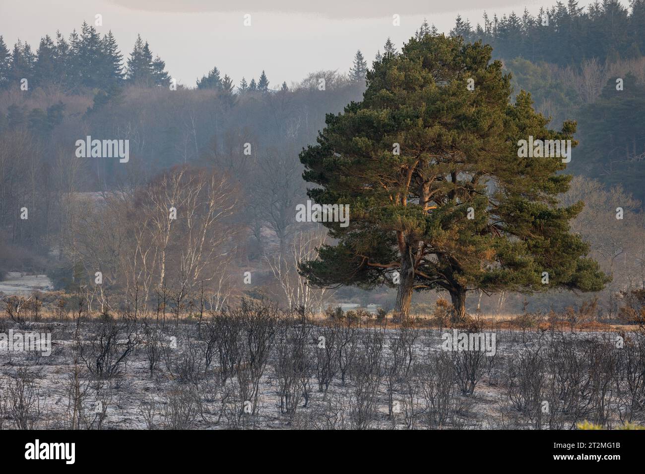 Pine copse hi-res stock photography and images - Alamy