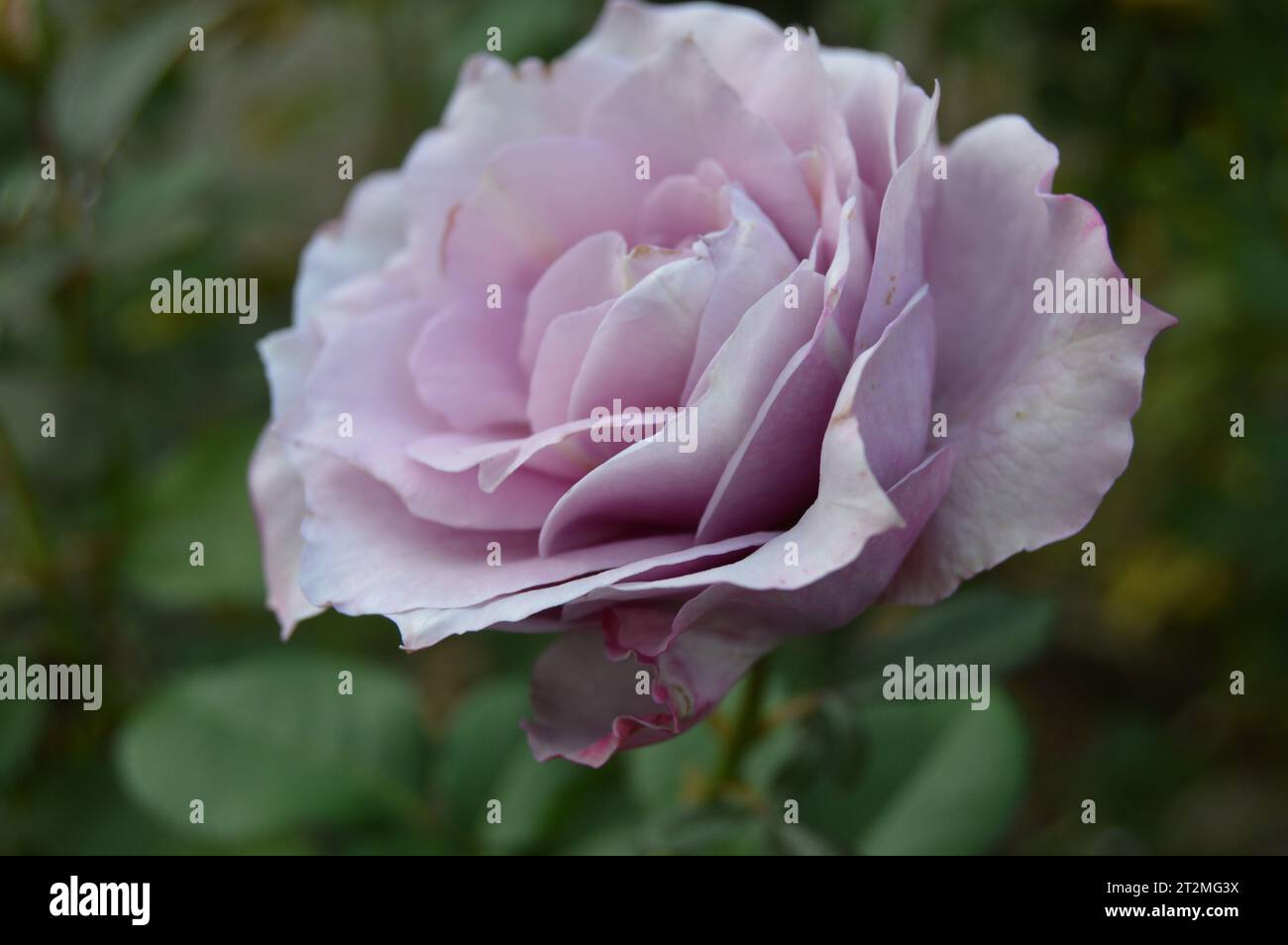 Rose Elegance Red Rose Romance Classic Rose Beauty Blooming Love ...