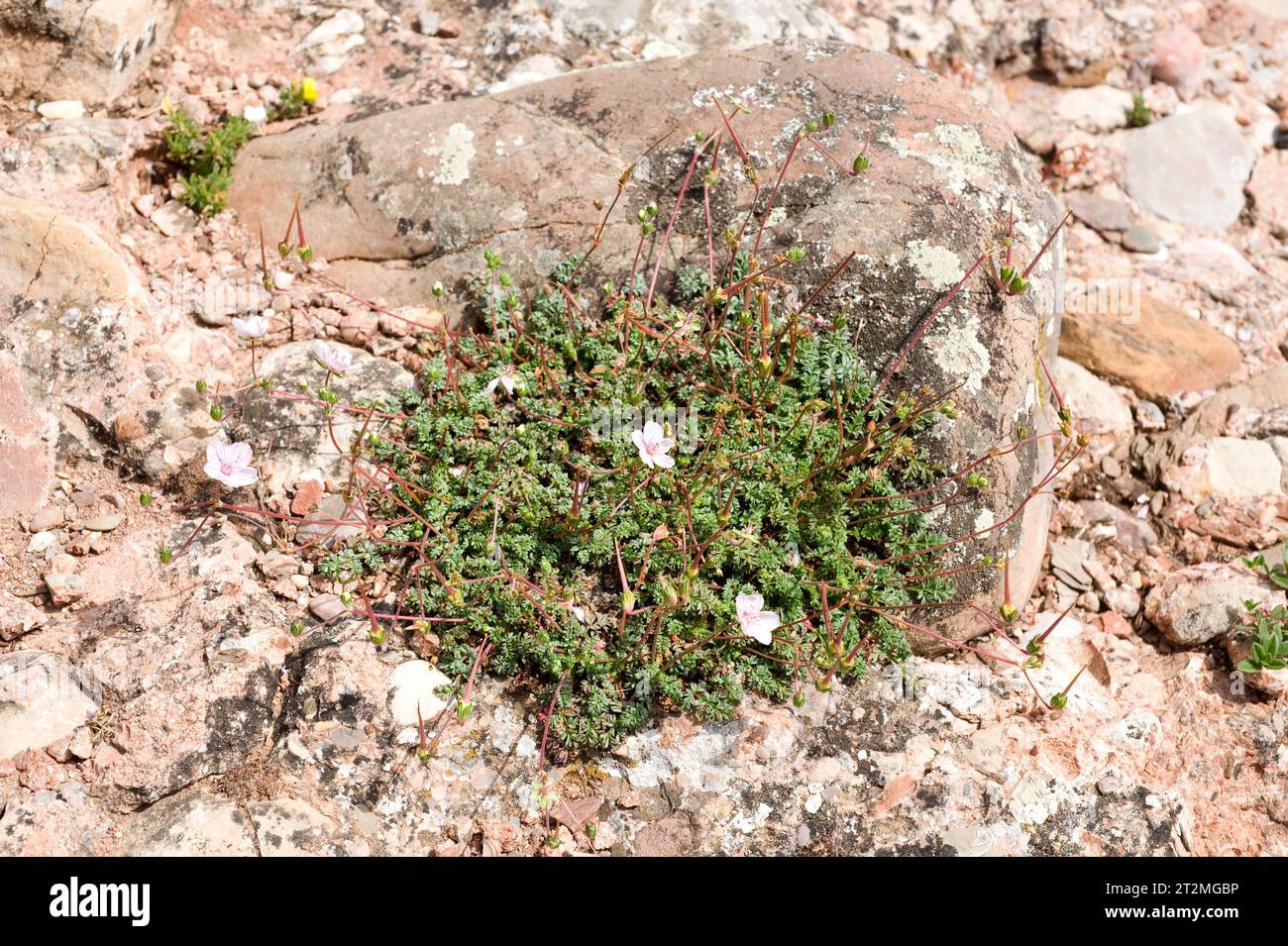 Rock stork's bill (Erodium foetidum rupestre or Erodium rupestre) is a ...