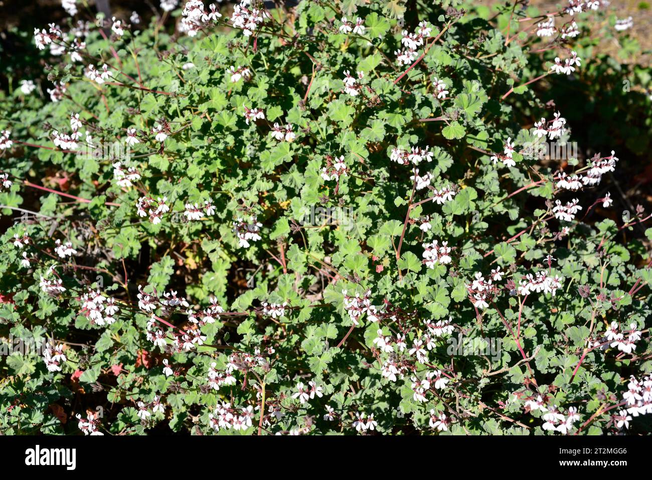 Apple geranium (Pelargonium odoratissimum) is an aromatic and medicinal ...