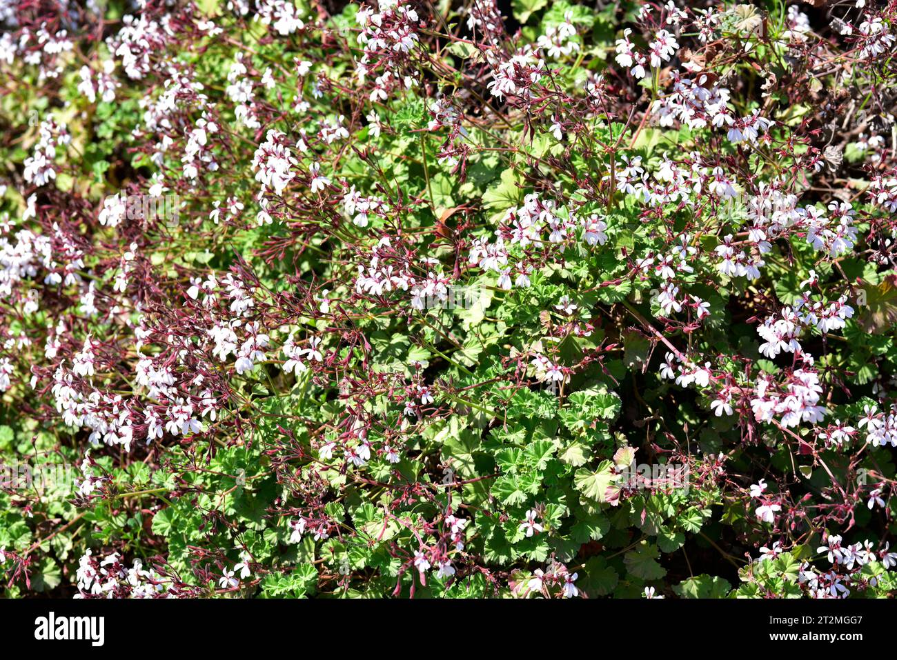 Apple geranium (Pelargonium odoratissimum) is an aromatic and medicinal ...