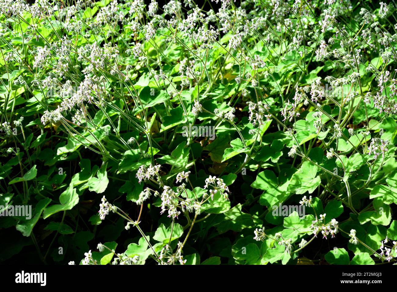 Pelargonium tomentosum hi-res stock photography and images - Alamy