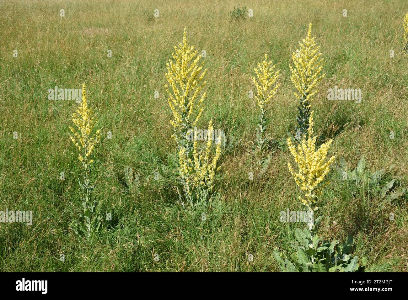 Yellow Flowers of Flowering Scallop-leaved Mullein, Wavyleaf Mullein ...
