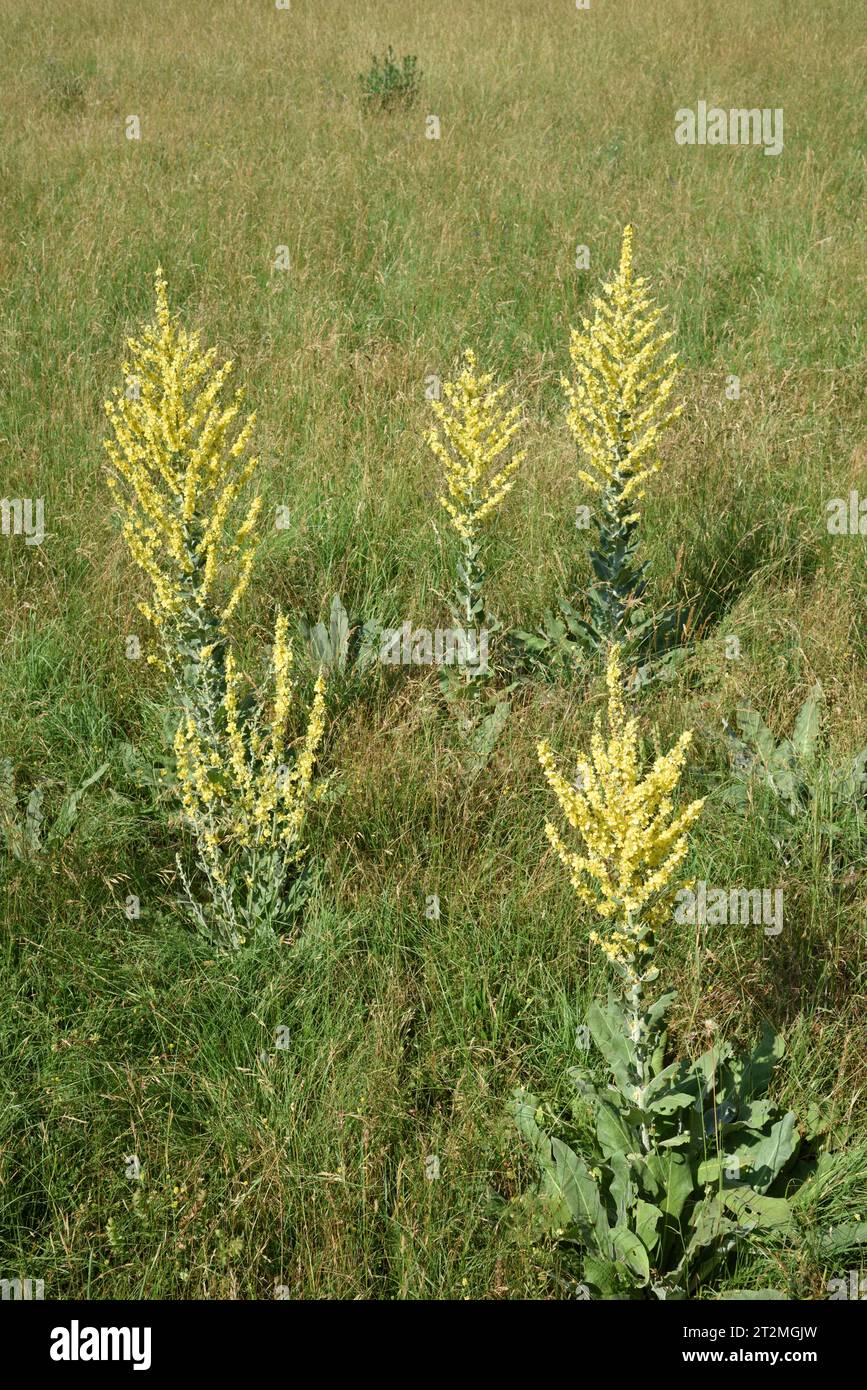 Yellow Flowers of Flowering Scallop-leaved Mullein, Wavyleaf Mullein ...