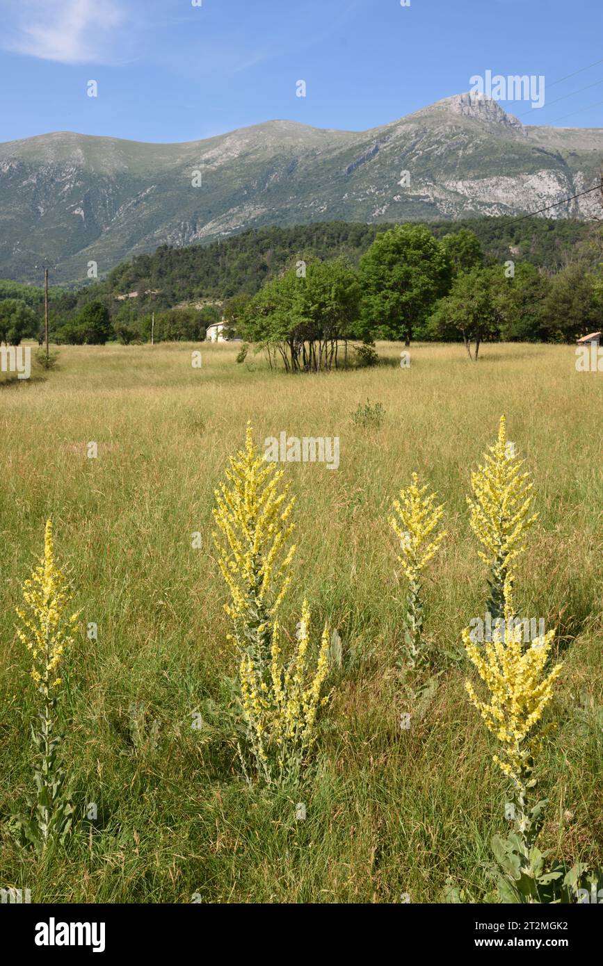 Mullein verbascum sinuatum hi-res stock photography and images - Alamy