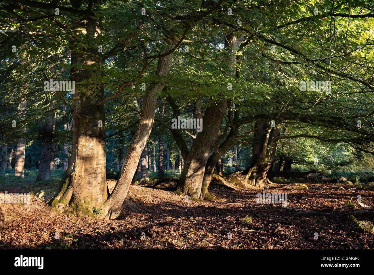 Trees in the New Forest warmly lit from the side by the sunrise Stock ...
