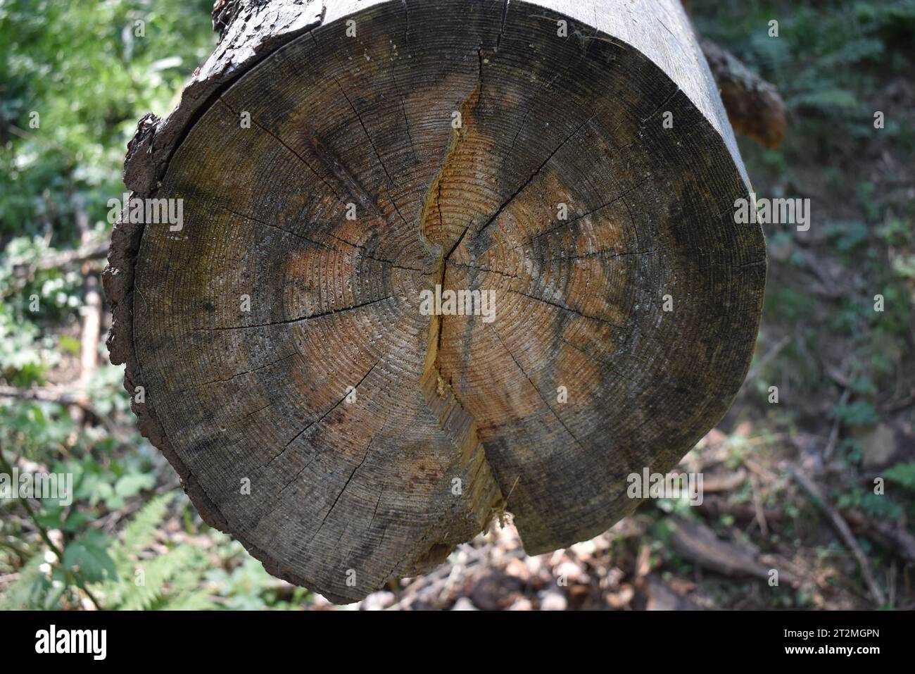Tronco nel bosco hi-res stock photography and images - Alamy