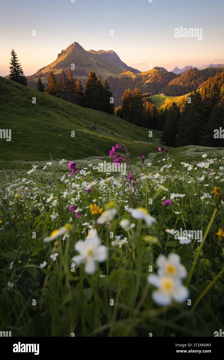 Spring landscape view of a flowered meadow with mountains lit by the ...
