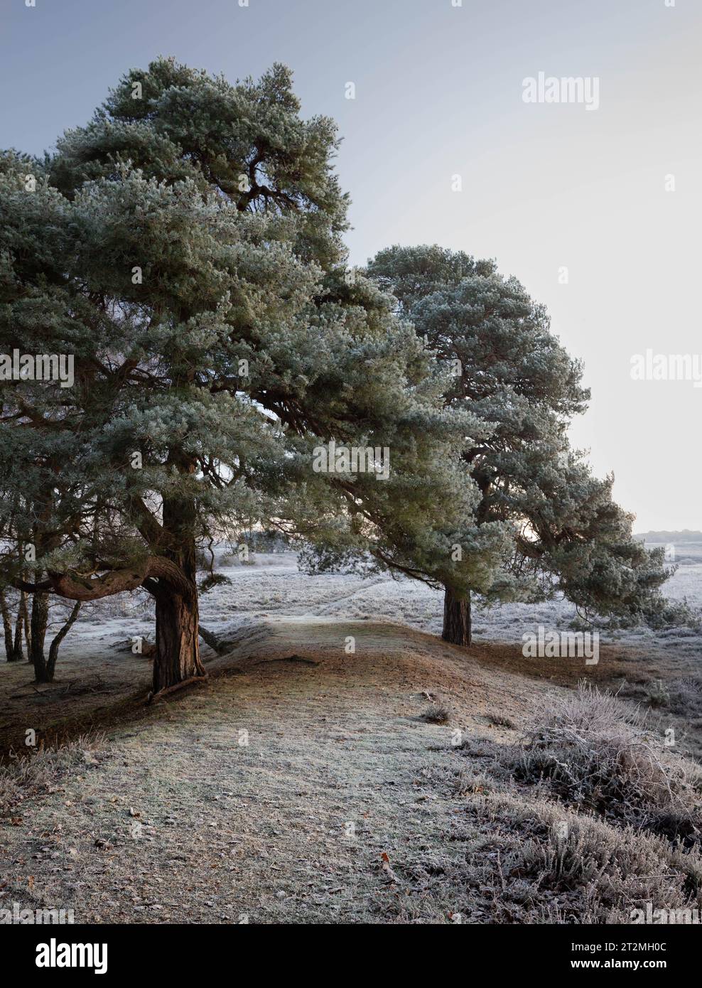 In the New Forest two large pine trees over a footpath or trail with ...