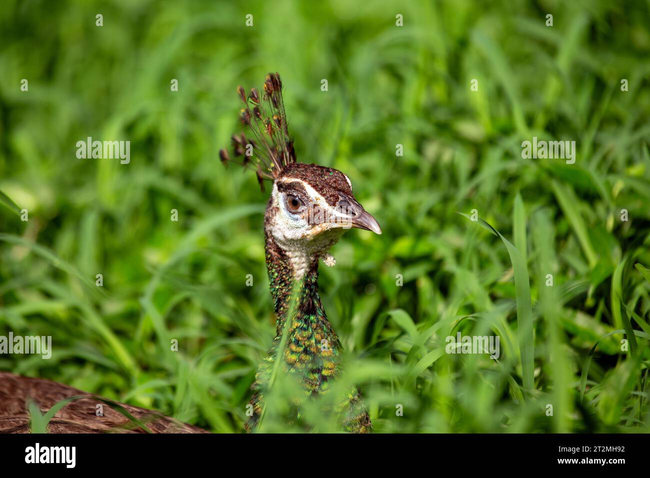 Majestic Indian peafowl (peacock), native to South Asia, renowned for ...