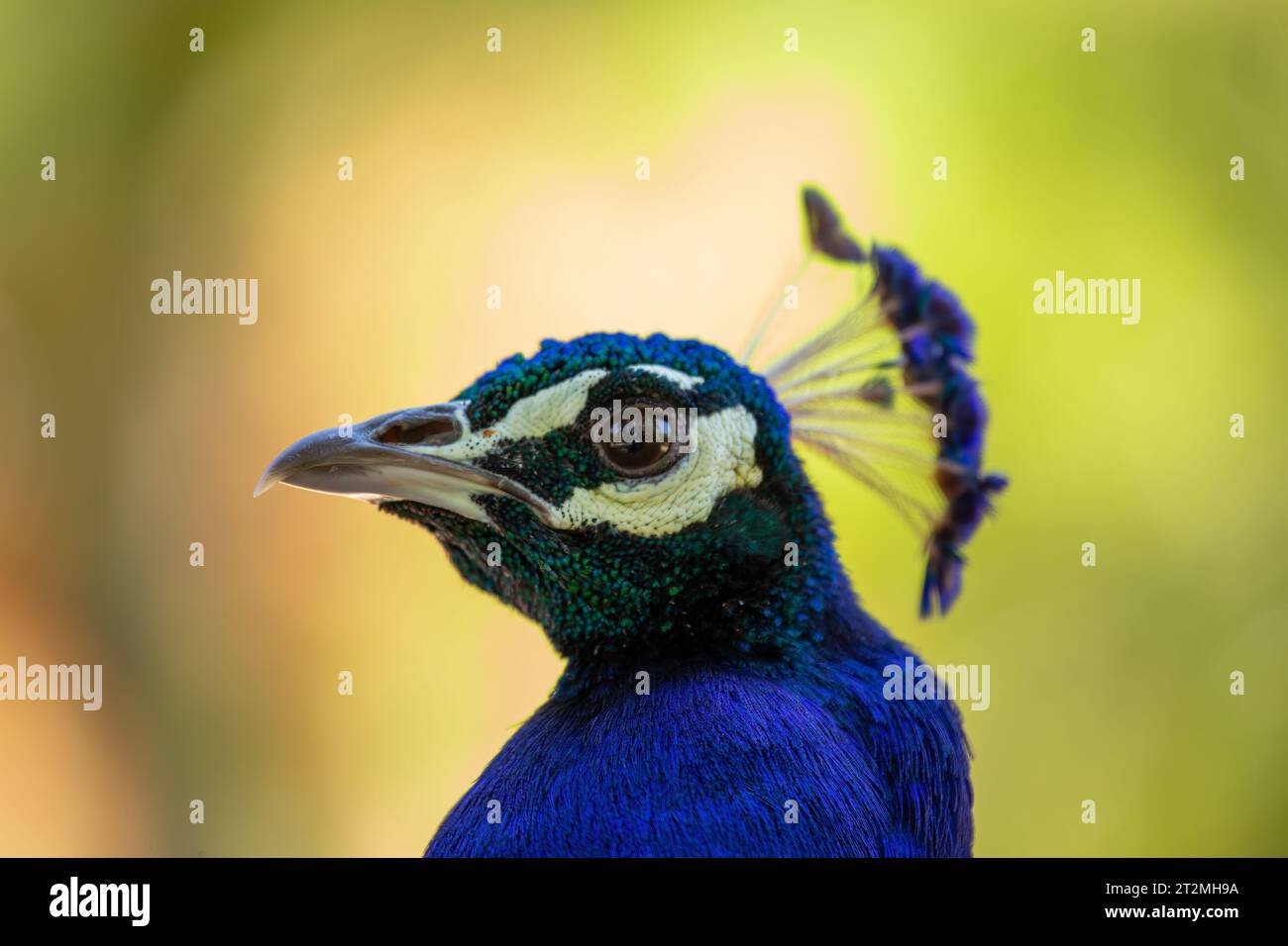 Majestic Indian peafowl (peacock), native to South Asia, renowned for ...