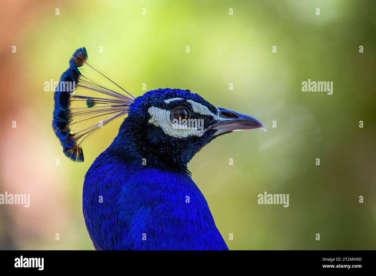 Majestic Indian peafowl (peacock), native to South Asia, renowned for ...