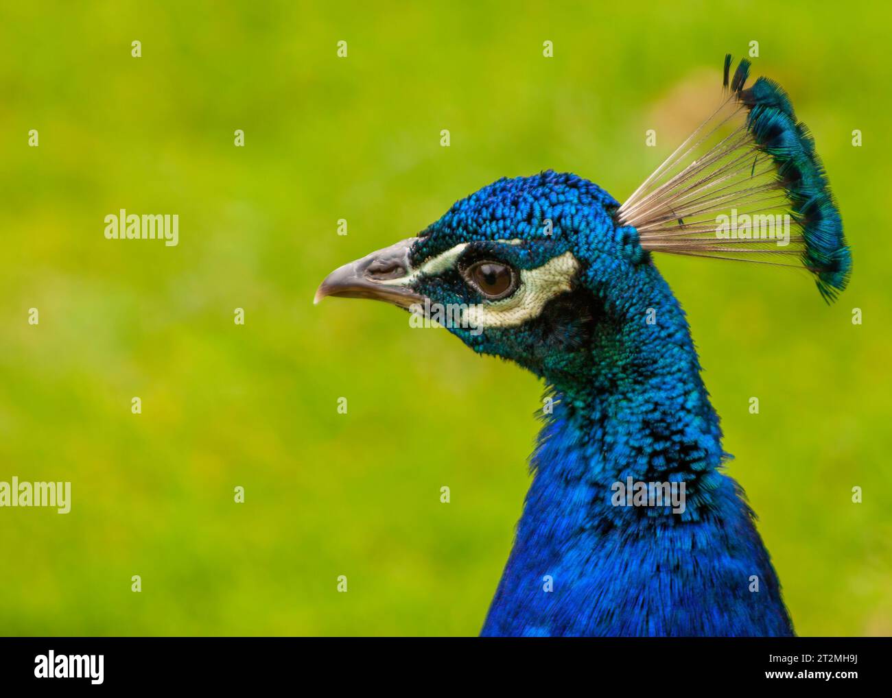 Majestic Indian peafowl (peacock), native to South Asia, renowned for ...
