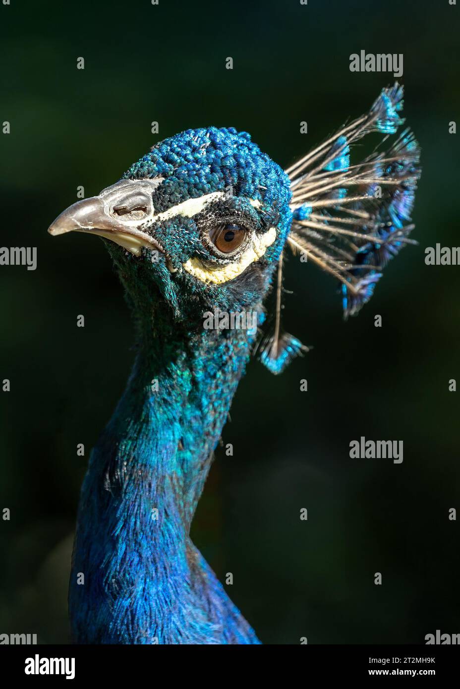 Majestic Indian peafowl (peacock), native to South Asia, renowned for ...