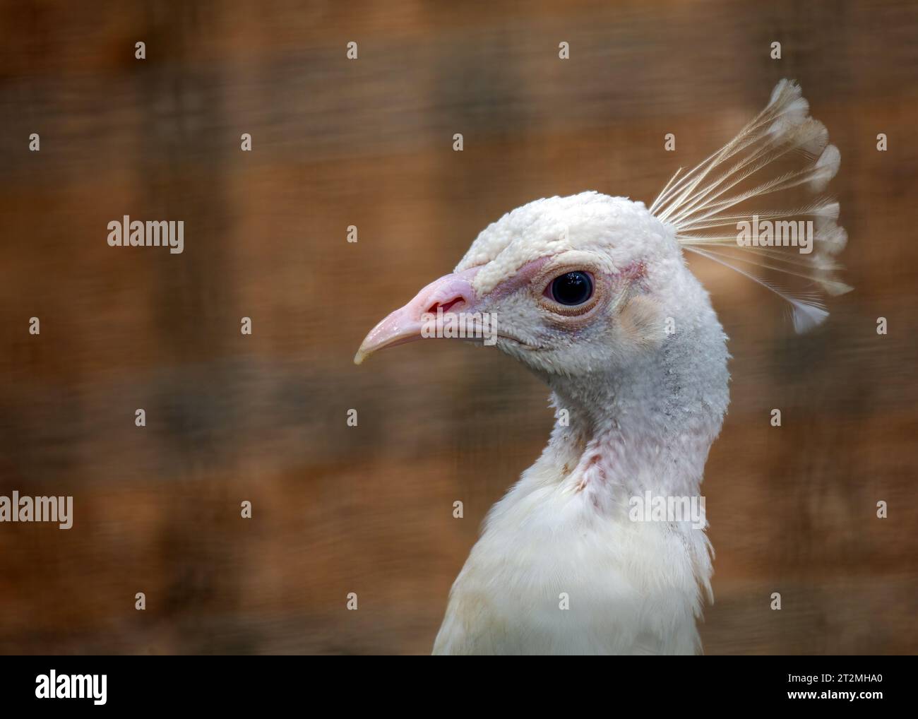 Majestic Indian peafowl (peacock), native to South Asia, renowned for ...