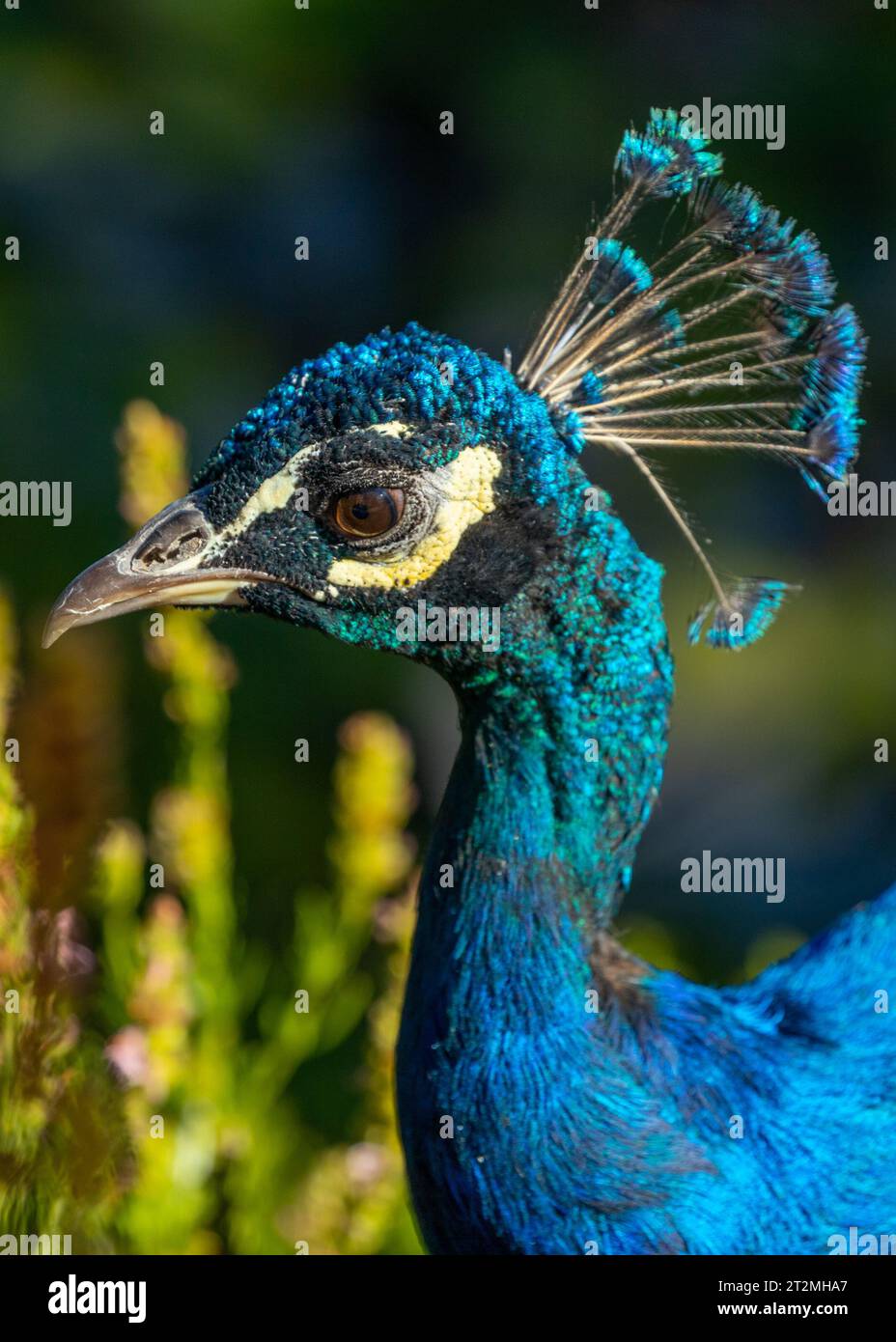 Majestic Indian peafowl (peacock), native to South Asia, renowned for ...