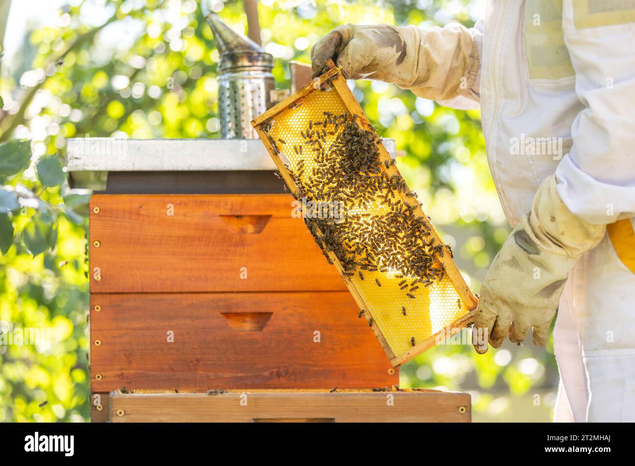 Beekeeper holding honey comb or frame with full of bees on his huge ...