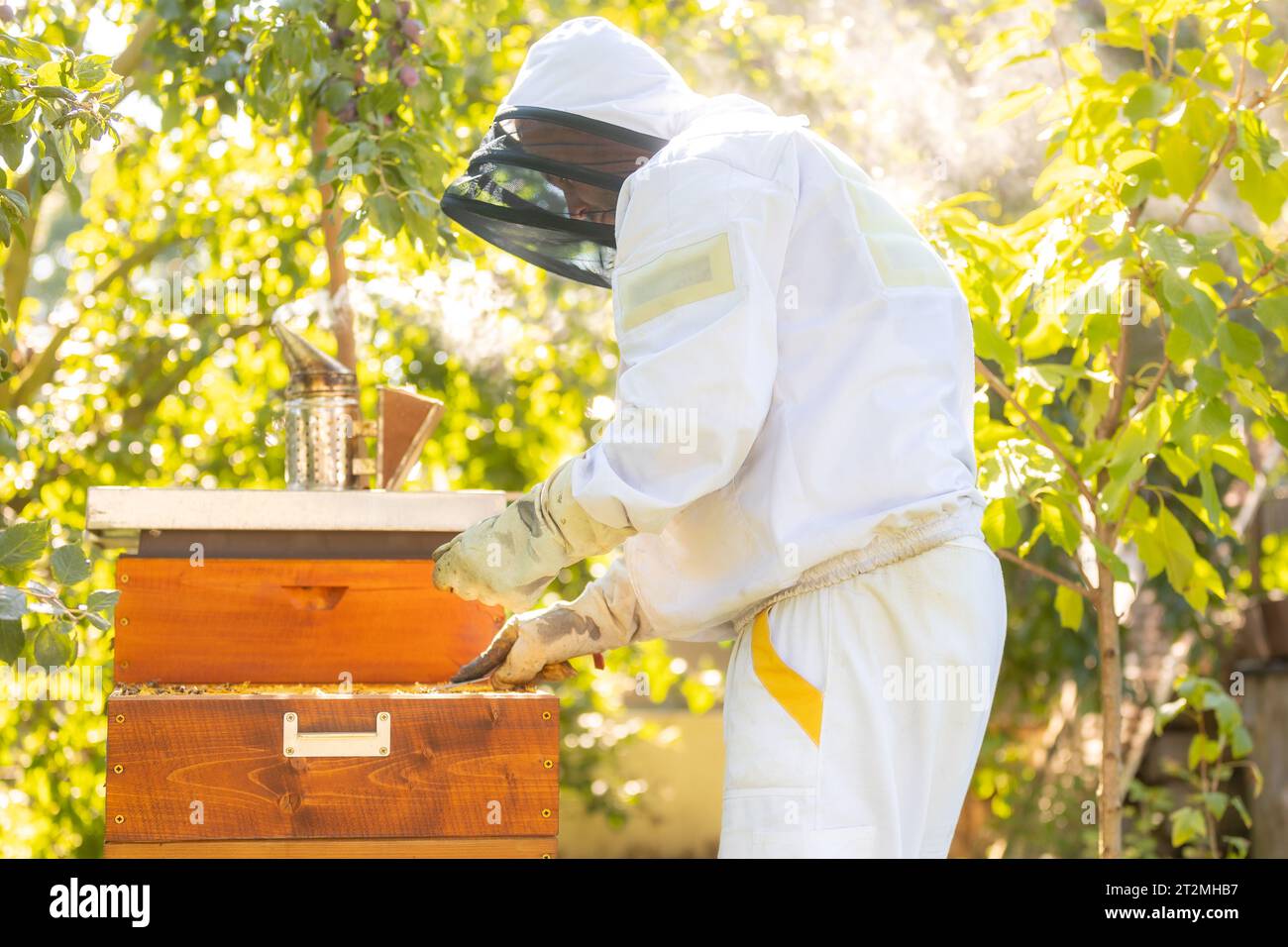 Beekeeper doing maintenance on his huge apiary, removing old medication ...