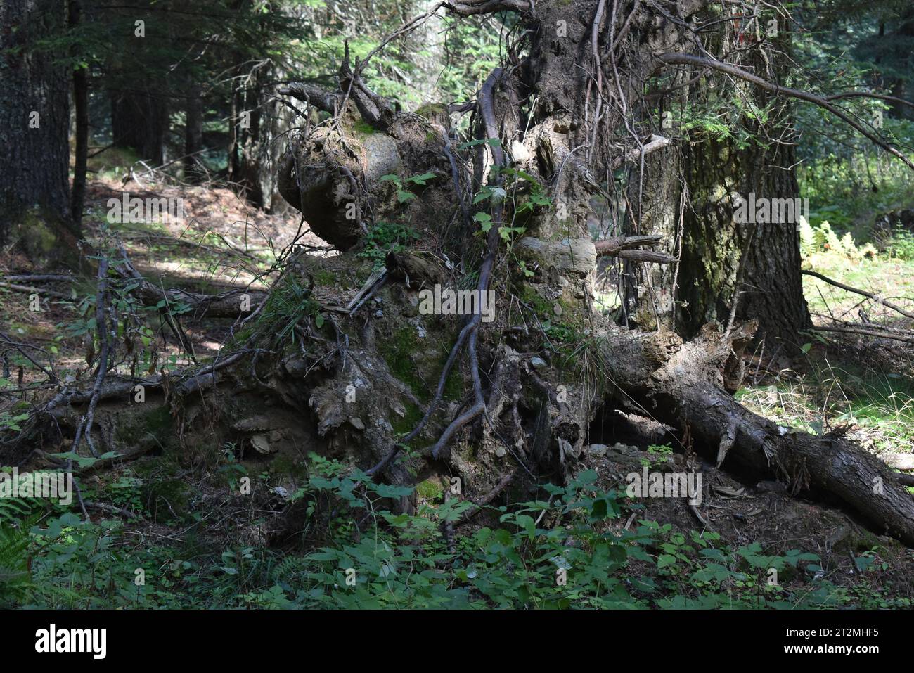 Albero caduto albero hi-res stock photography and images - Alamy