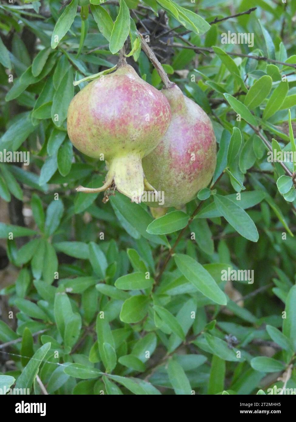 Melograno hi-res stock photography and images - Alamy