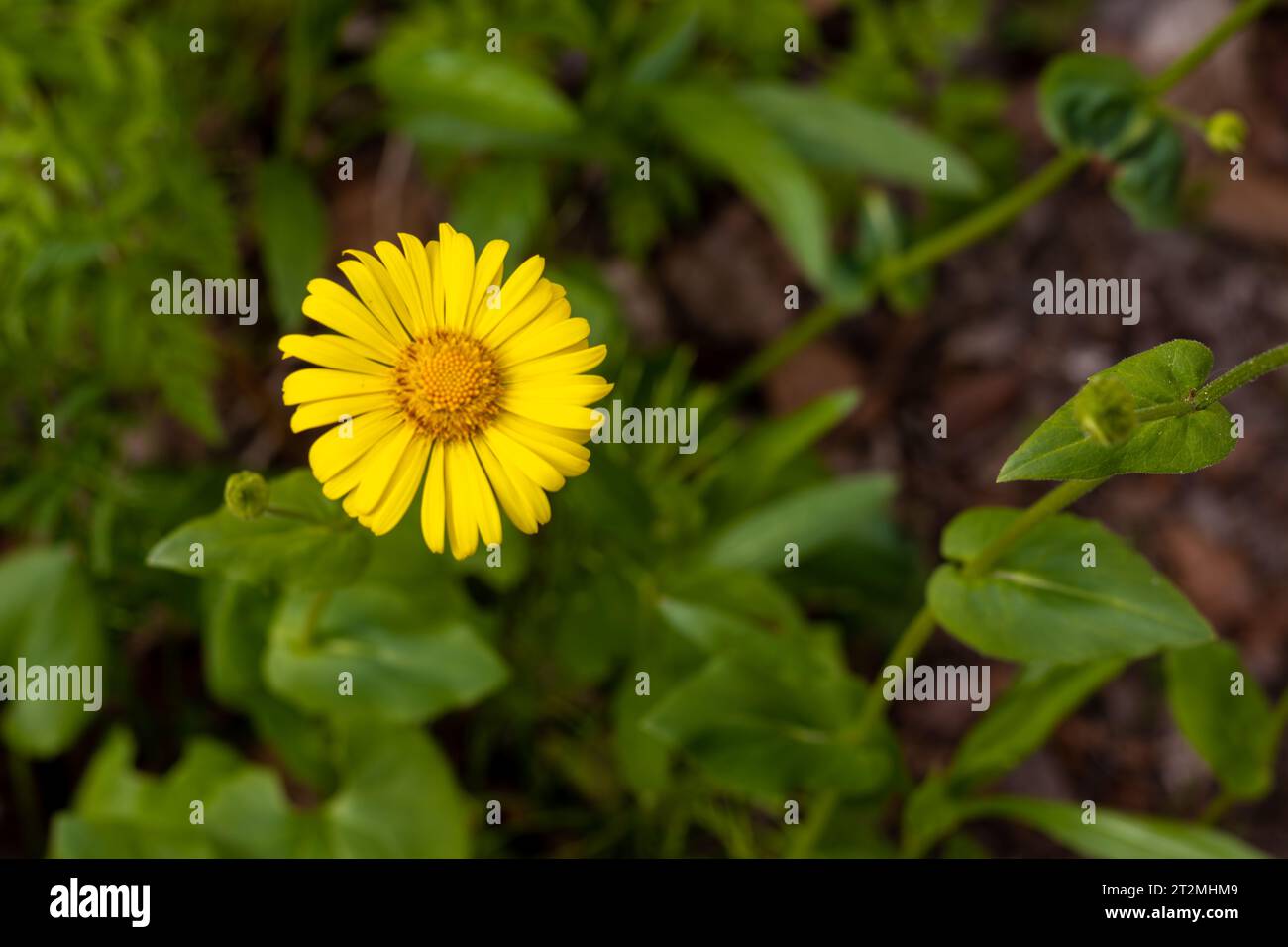 Sunflower single garden hi-res stock photography and images - Alamy