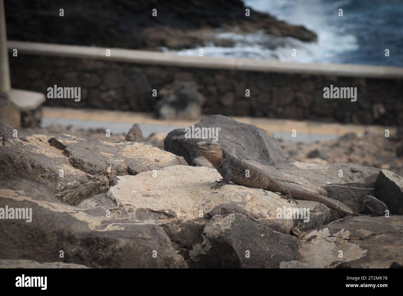a big grey lizard sits on a rugged rock Stock Photo - Alamy