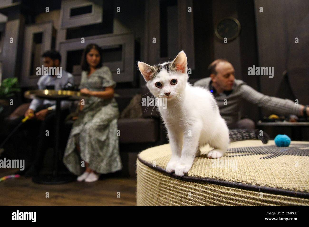 Cat at Java Whiskers Kitten Lounge in Marylebone, London, England Stock ...