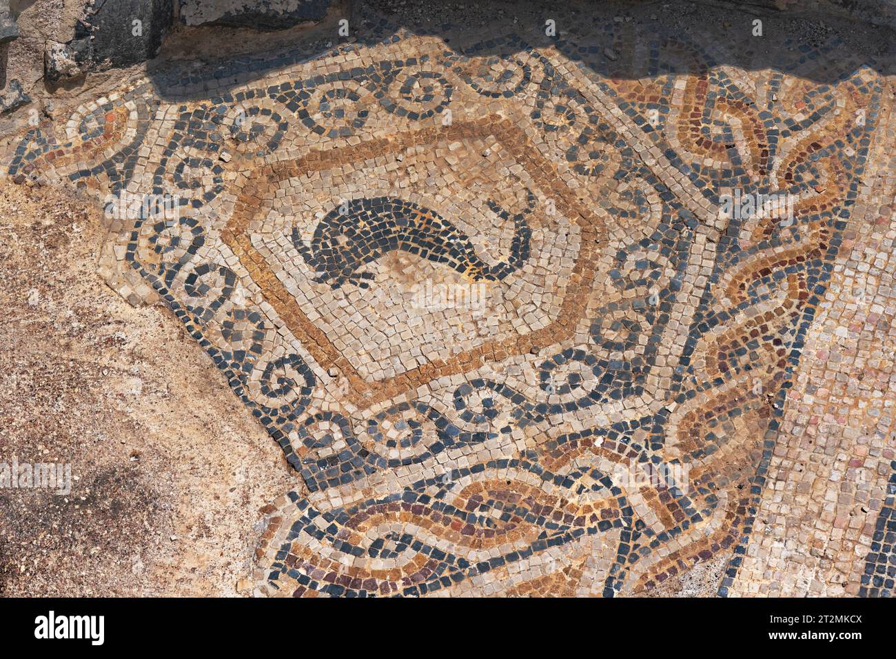 Bet Shean, Israel - August 13, 2023: Fish whale mosaic floor ruin at ...