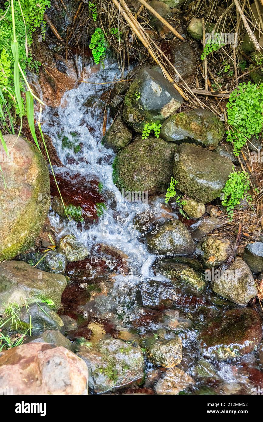 Tel dan nature reserve israel hi-res stock photography and images - Alamy