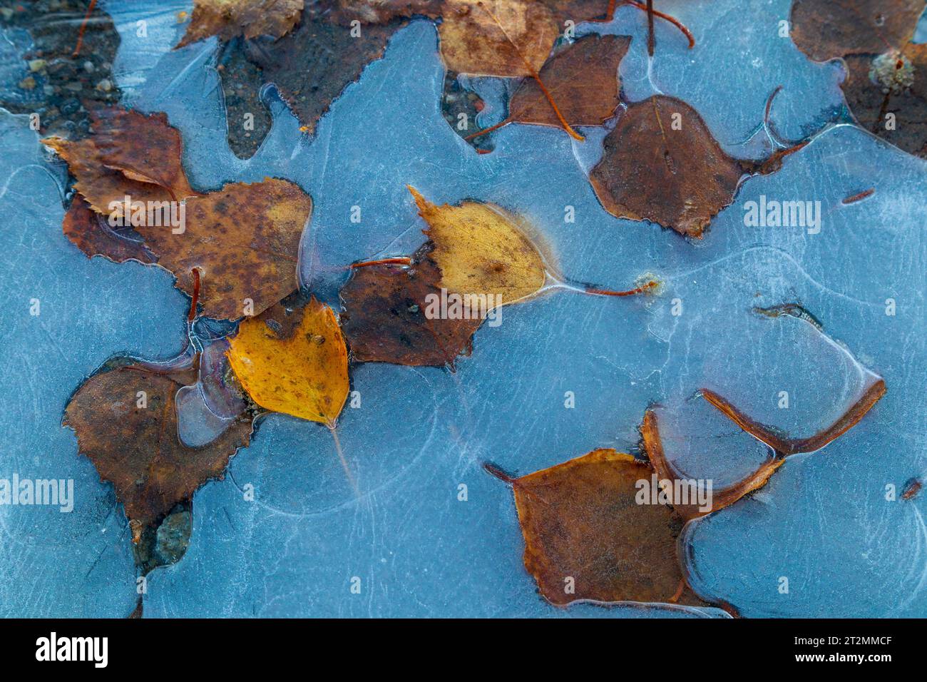 Soft colored leaves hi-res stock photography and images - Alamy