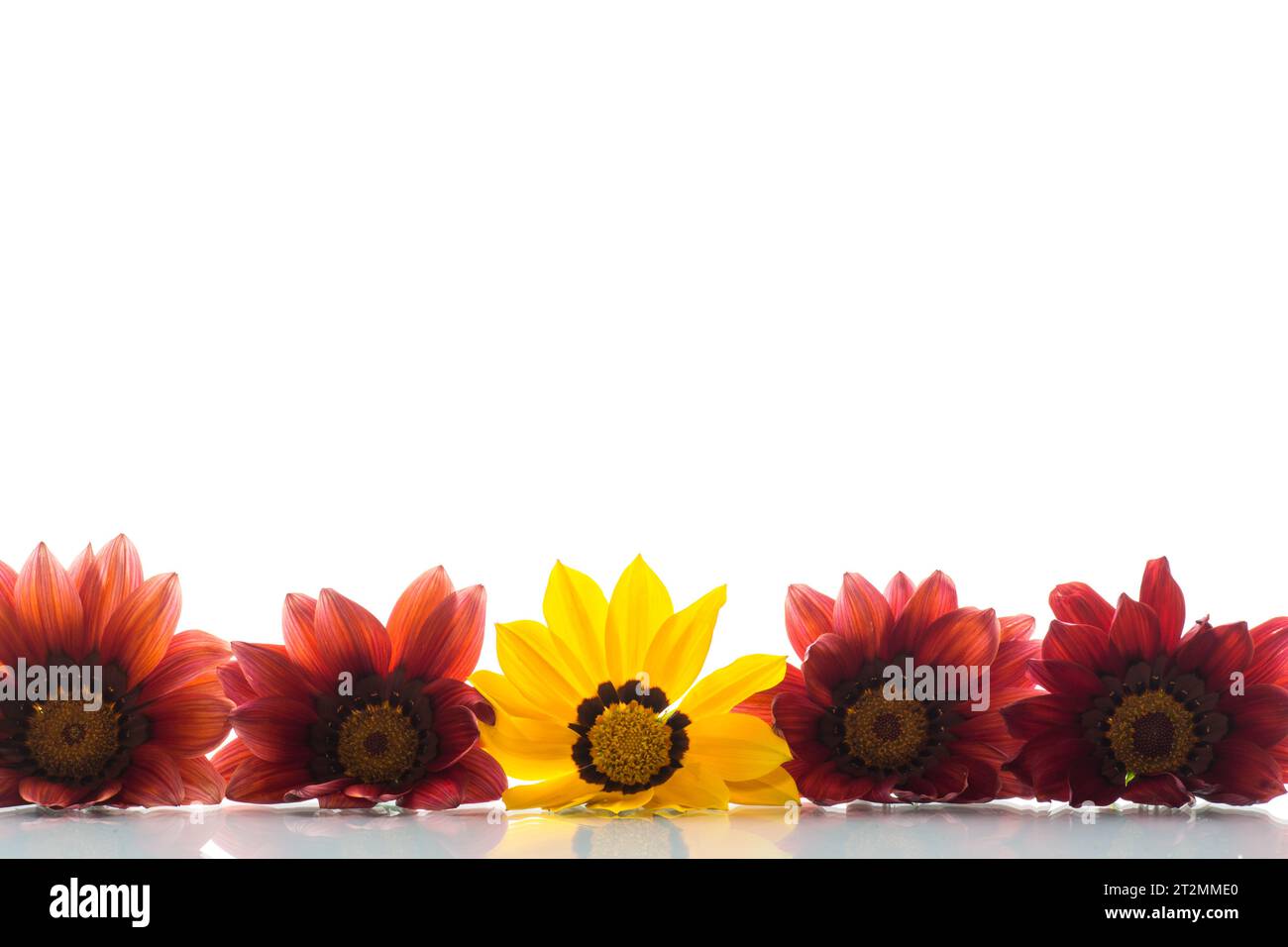 Beautiful red and yellow Gazania flowers isolated on white background ...