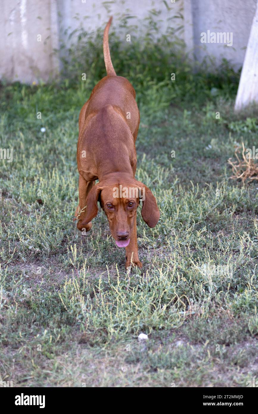 Portrait of a purebred Hungarian Vizsla dog in nature. Beautiful Magyar ...