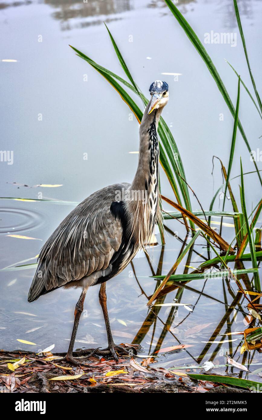 Capstone farm country park hi-res stock photography and images - Alamy