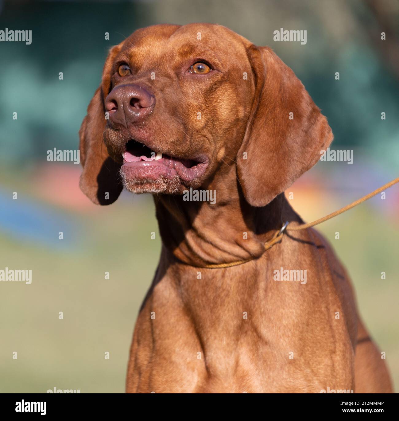 Portrait of a purebred Hungarian Vizsla dog in nature. Beautiful Magyar ...