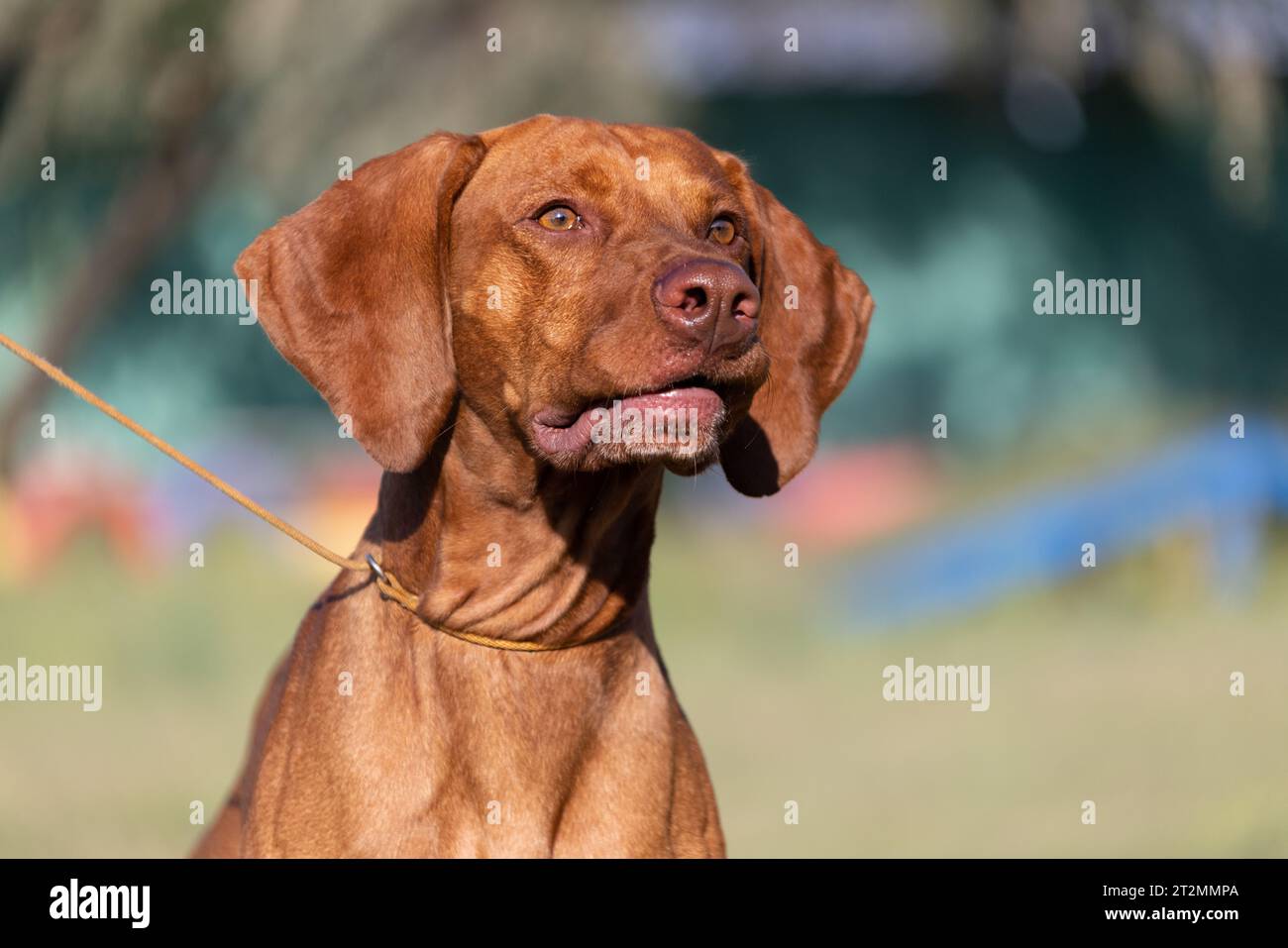 Portrait of a purebred Hungarian Vizsla dog in nature. Beautiful Magyar ...