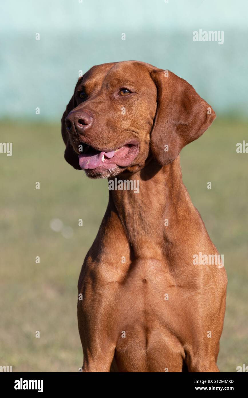 Portrait of a purebred Hungarian Vizsla dog in nature. Beautiful Magyar ...