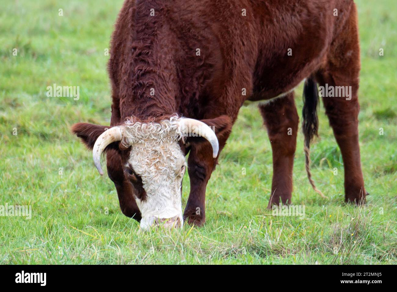 Jacob wick hi-res stock photography and images - Alamy