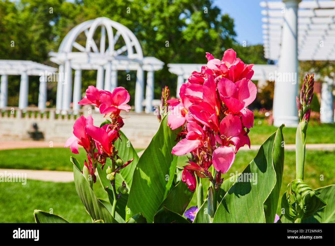 Tall pink flowers in full gorgeous bloom with blurry pergola in ...