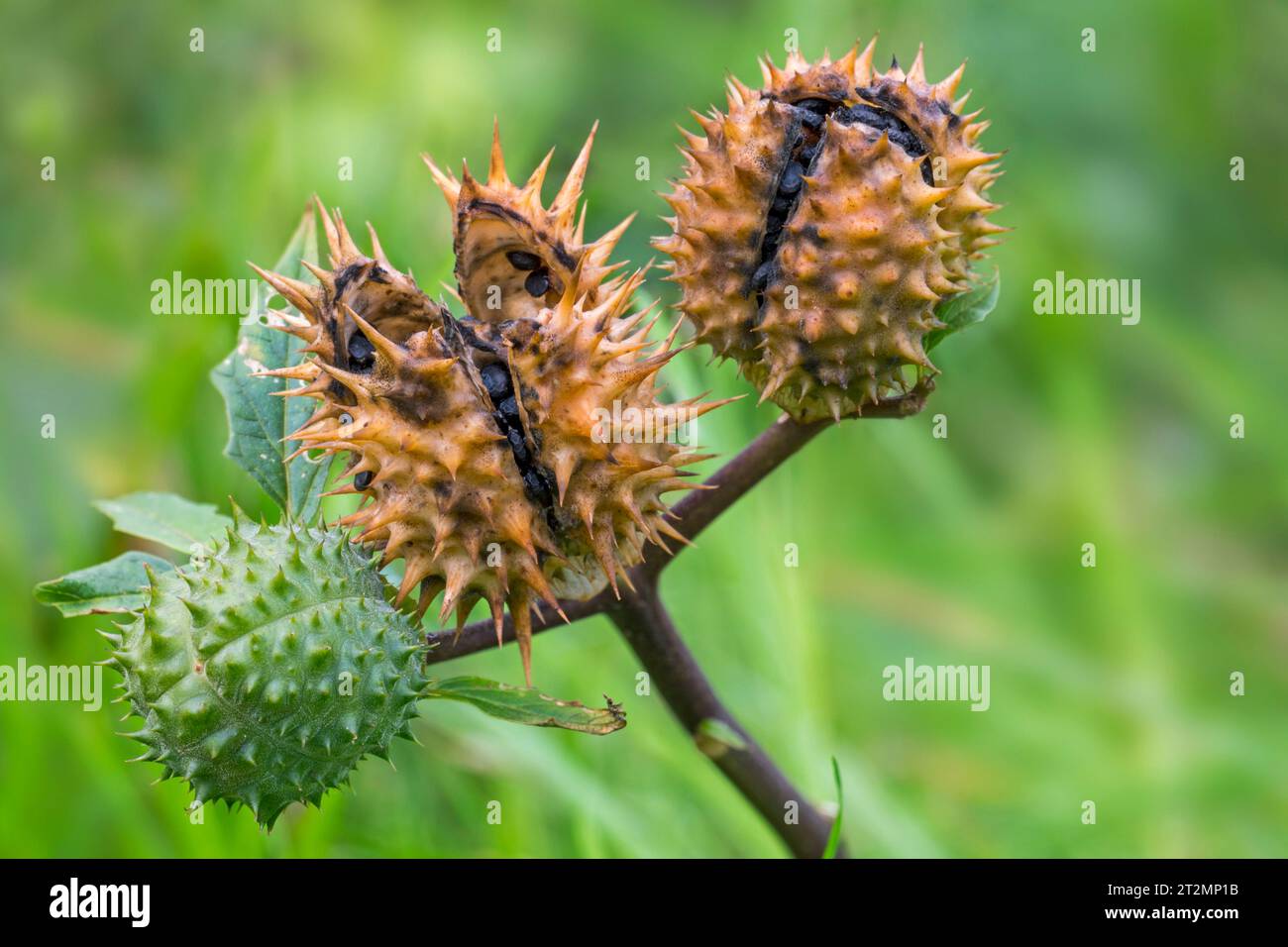 Thorn apple / jimsonweed / jimson weed / devil's snare / devil's ...